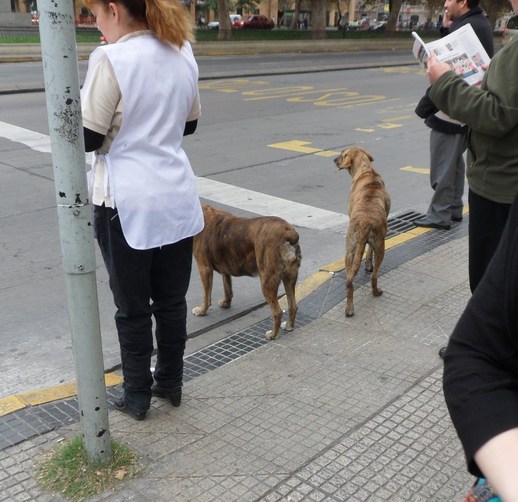 Mendoza Trip Report Teaser: Stray Dogs in Santiago - Heels First Travel